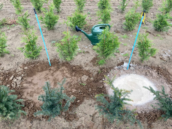 Verdichteten Boden lockern und durchlässig machen - Heckenkraft