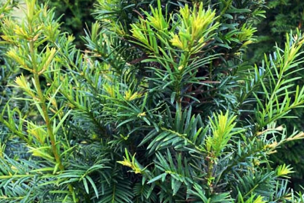 Eiben häufige Fragen - Heckenkraft